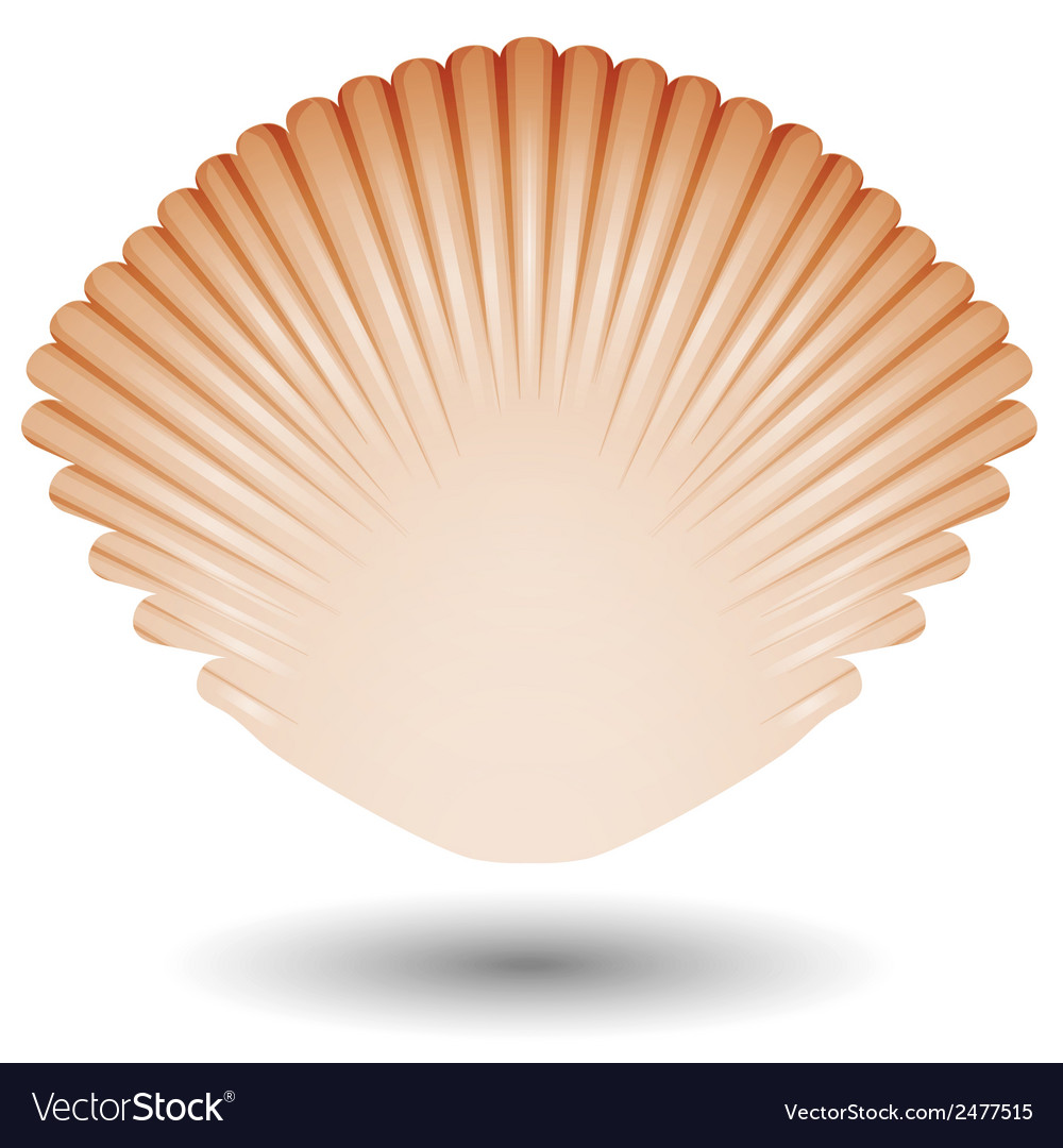Sea shell icon Royalty Free Vector Image - VectorStock