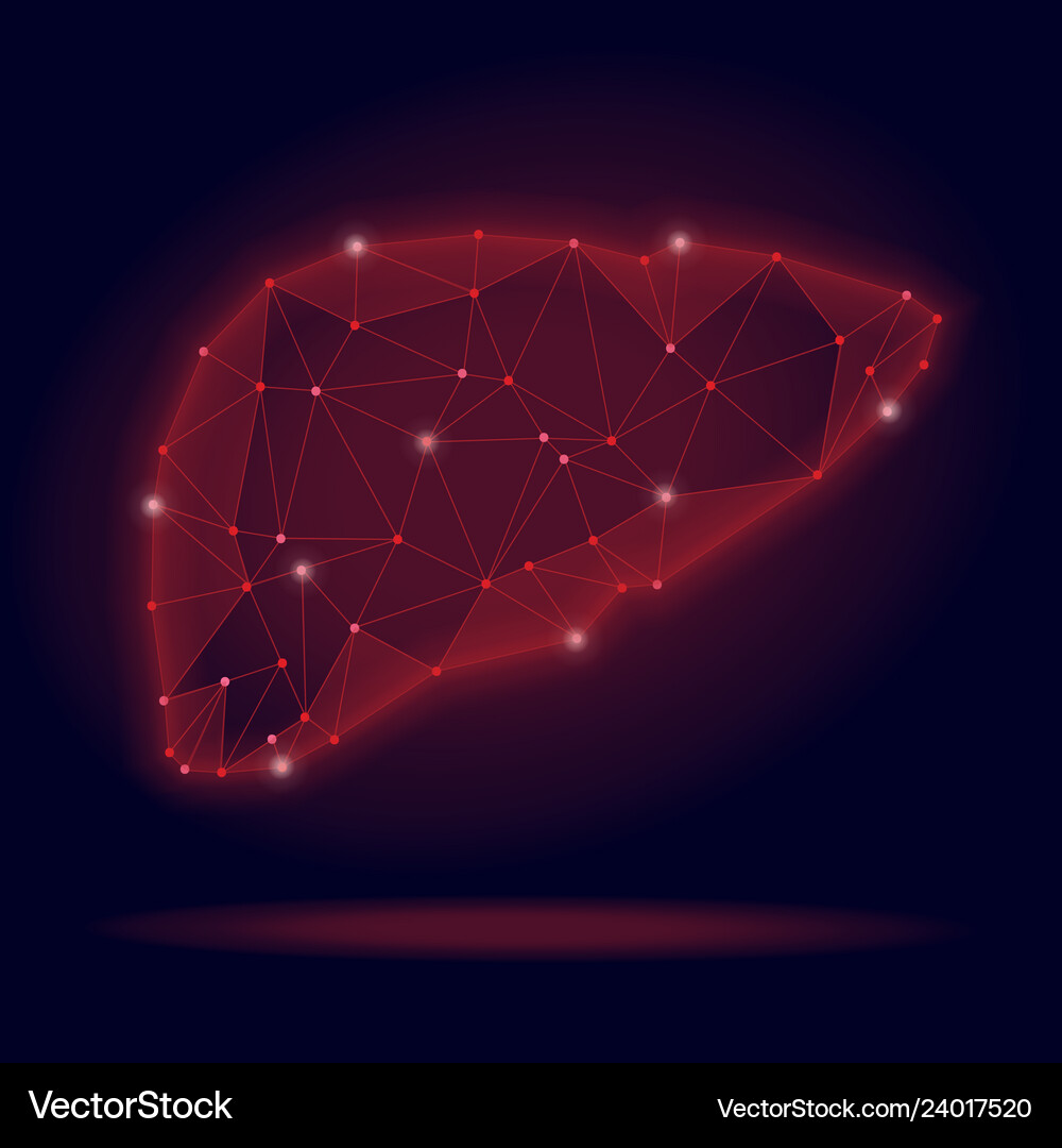 Abstract of human liver Royalty Free Vector Image