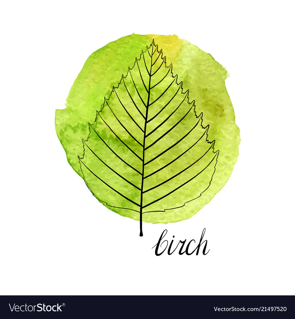 Leaf birch tree Royalty Free Vector Image - VectorStock