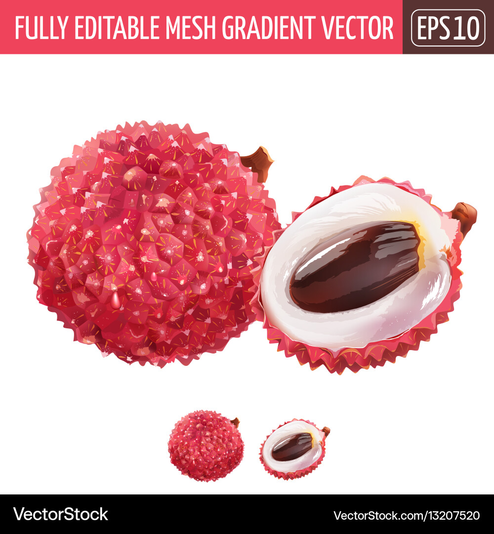 Lichee on white background Royalty Free Vector Image
