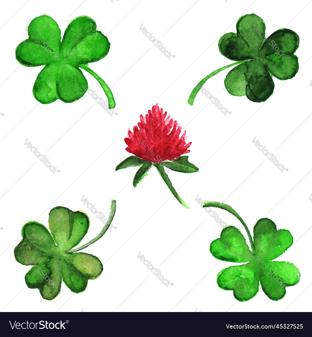 Watercolor clover shamrock flower set isolated Vector Image