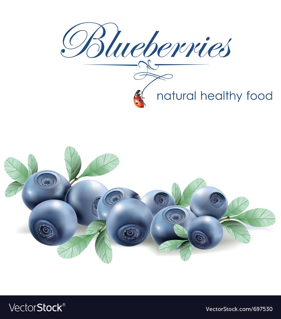 Blueberries Royalty Free Vector Image - VectorStock