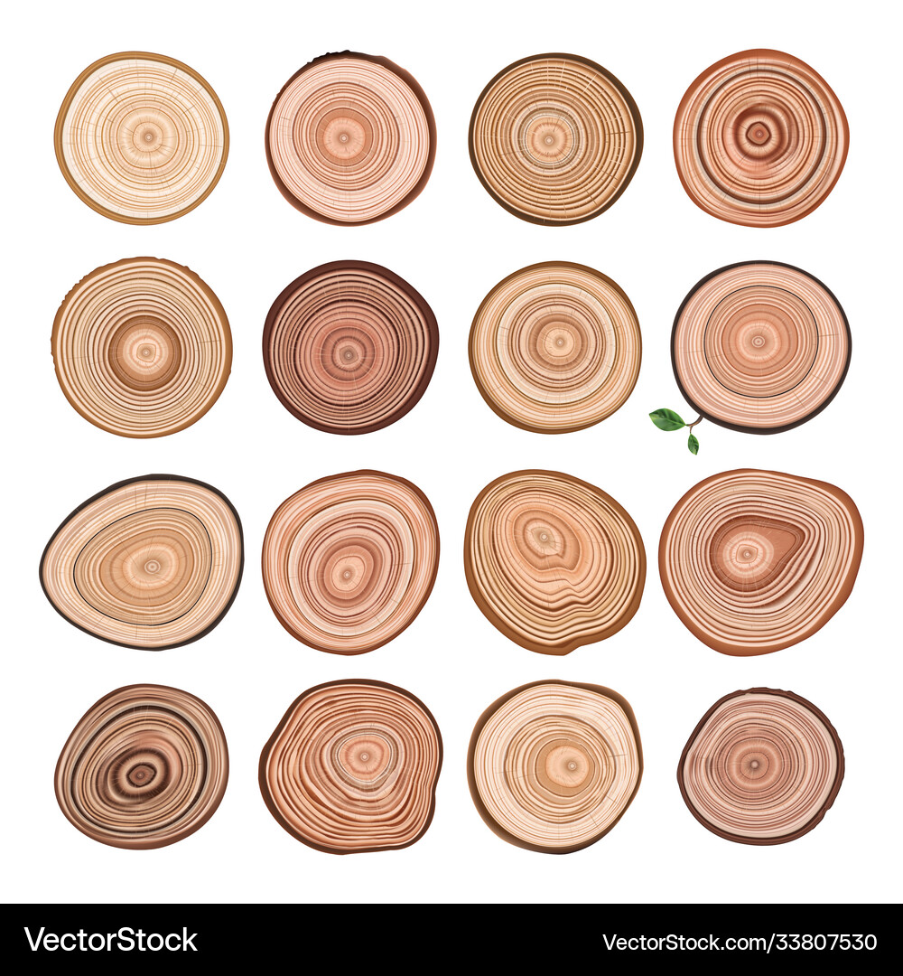 Larch trunk cuts or wood cross section collection Vector Image