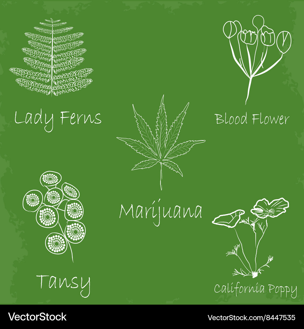 Set of hand draw medecinal herbs Royalty Free Vector Image