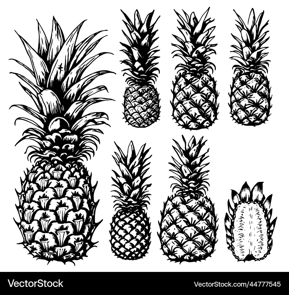 Hand drawn set of pineapple Royalty Free Vector Image