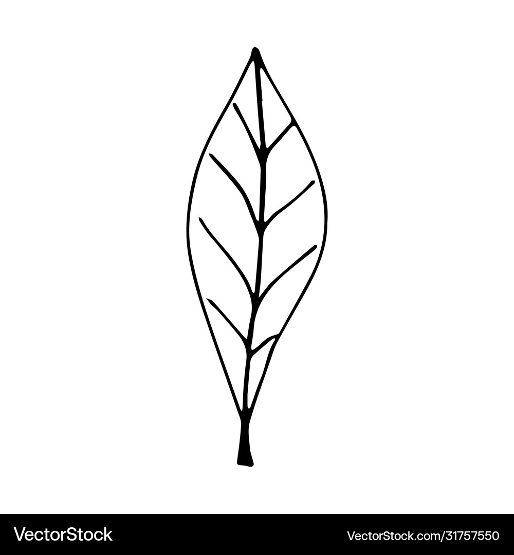 Black leaves and twigs Royalty Free Vector Image