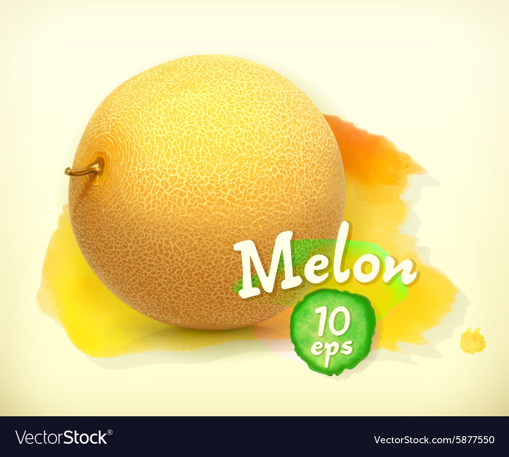 Melon Royalty Free Vector Image - VectorStock