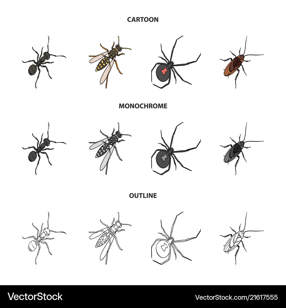 An insect arthropod osa a spider cockroach Vector Image