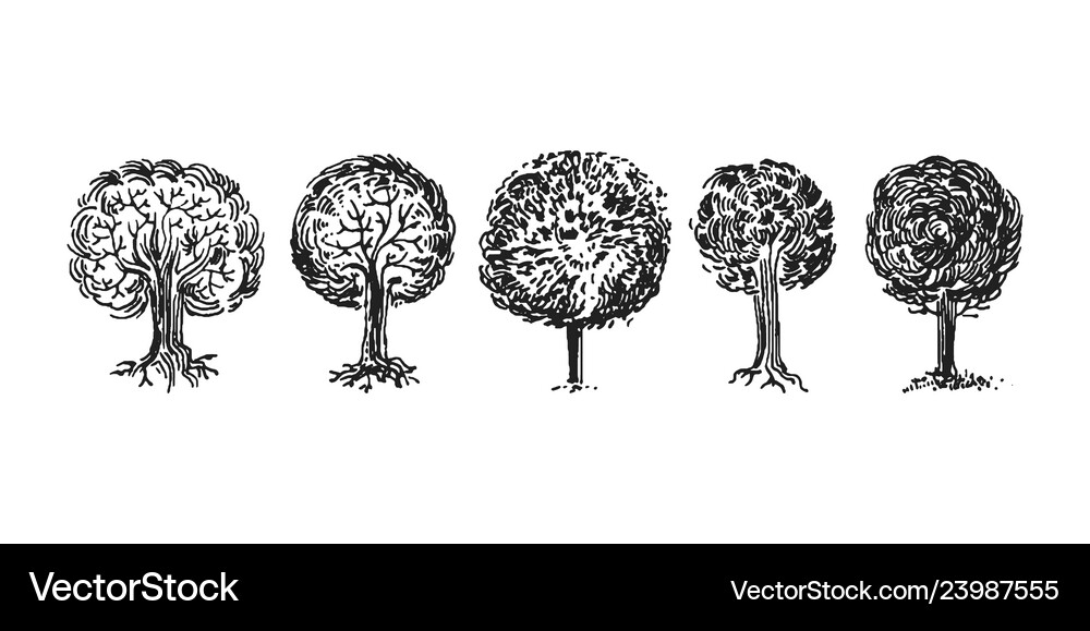 Hand drawn sketch of tree Royalty Free Vector Image