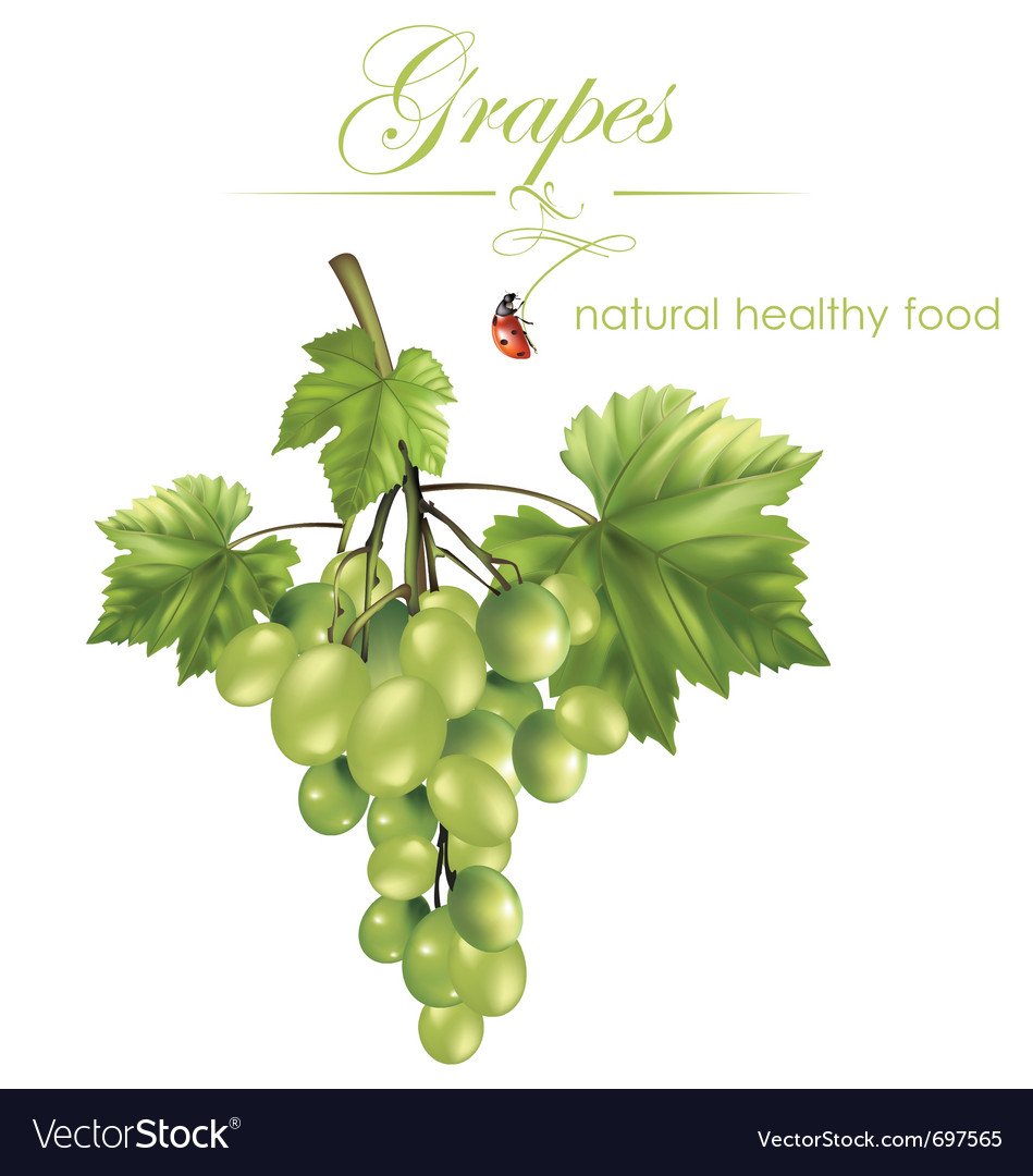 Grapes Royalty Free Vector Image - VectorStock Grapes Royalty Free Vector Image - VectorStock