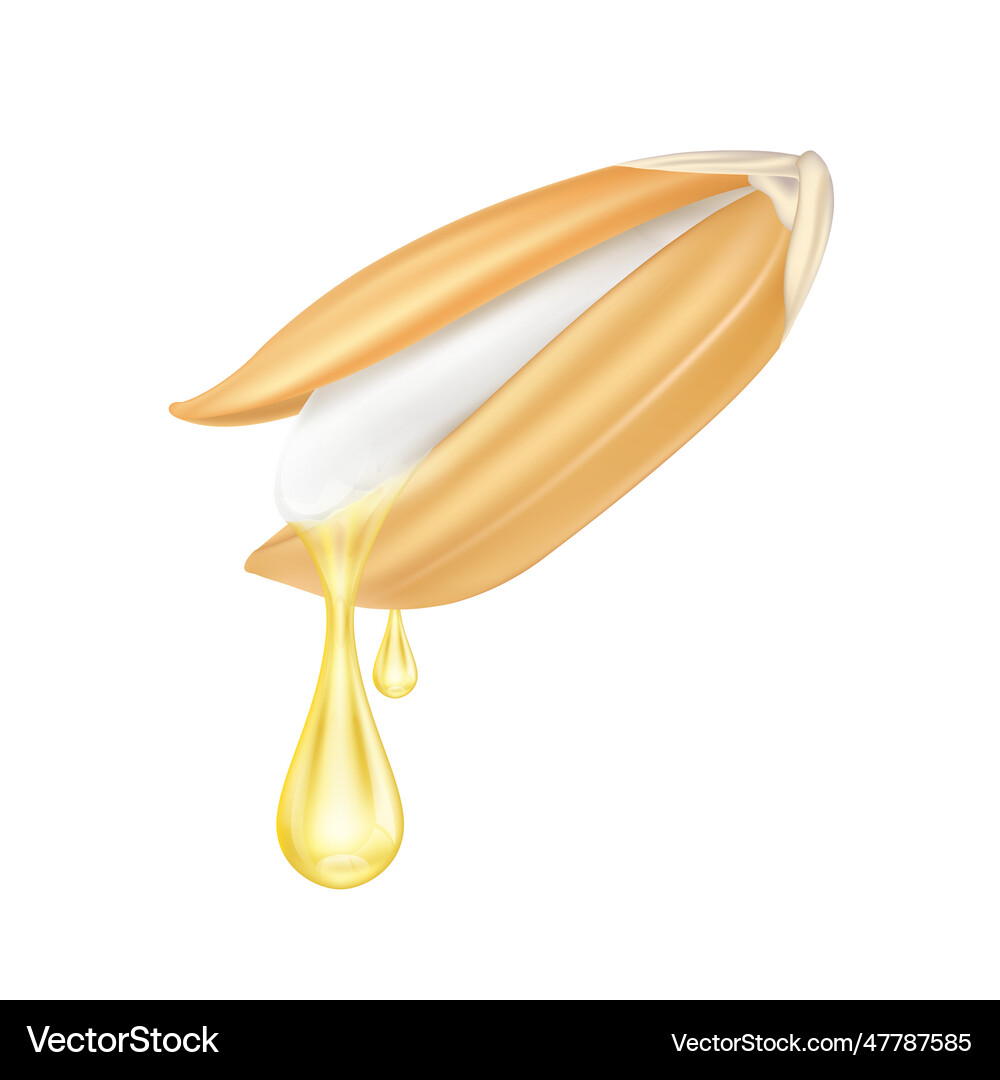 Rice bran oil dripping from paddy ear seed Vector Image