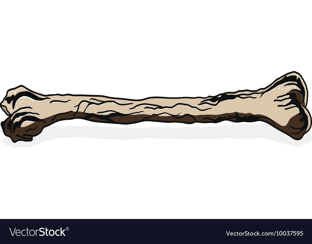Bone Royalty Free Vector Image - VectorStock