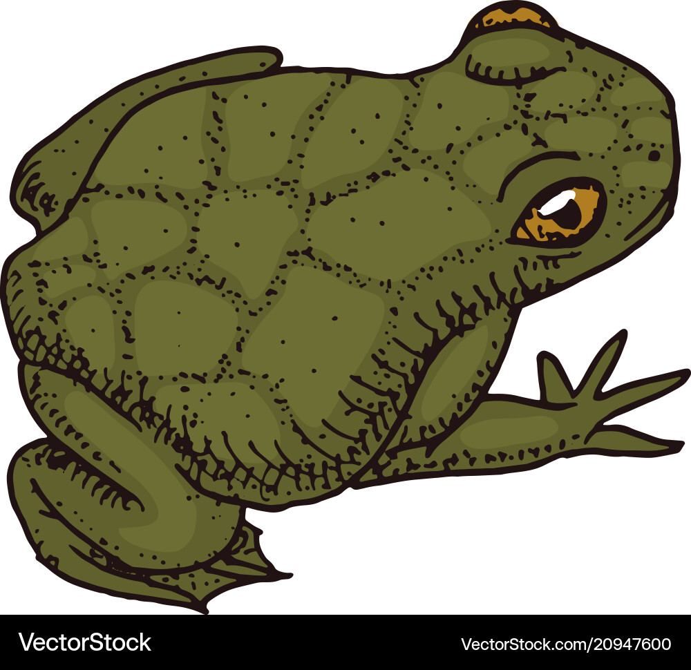 Anuran hoptoad or toad tropical amphibian wild Vector Image