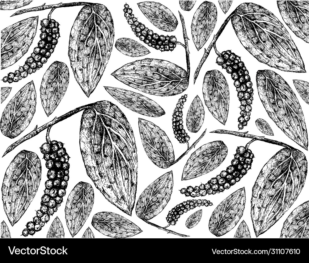 Hand drawn black pepper or peppercorn background Vector Image