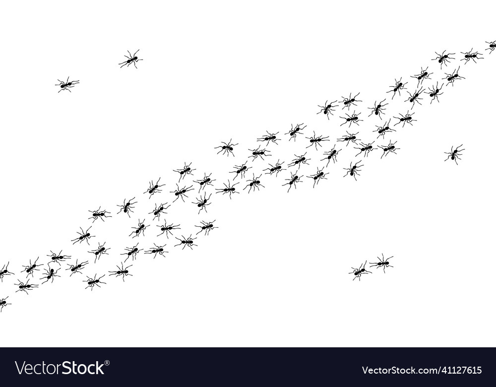 Worker ants trail line flat style design Vector Image