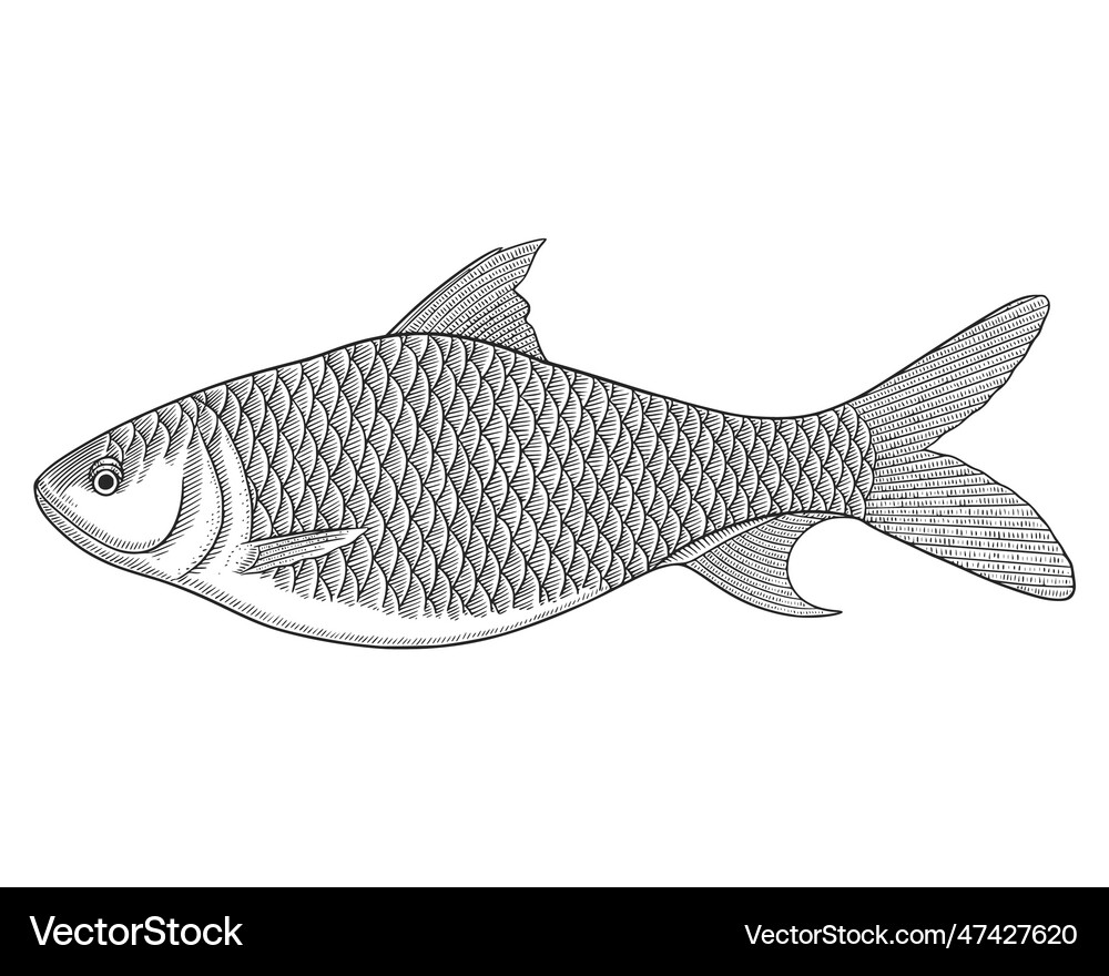 Fish on a white background vintage engraving Vector Image