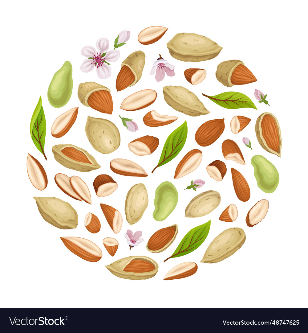 Almond nut kernel in shell round composition Vector Image