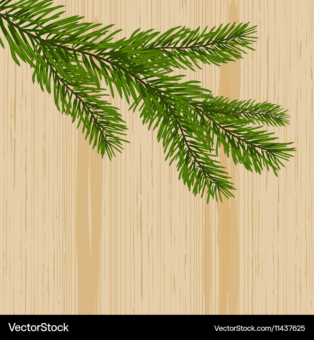 Green spruce branches on the background nature Vector Image