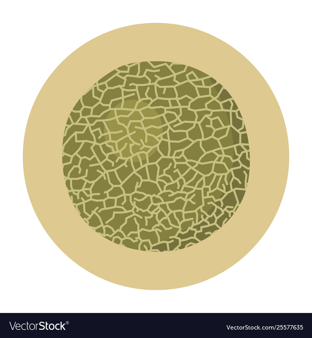 Flat-icon-melon Royalty Free Vector Image - VectorStock