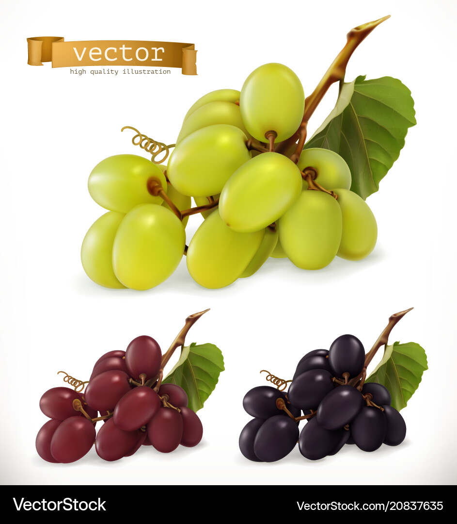 Red and white table grapes wine grapes fresh Vector Image