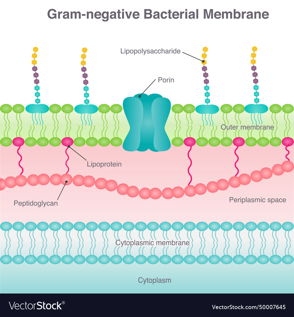 Gram-negative bacterial membrane Royalty Free Vector Image