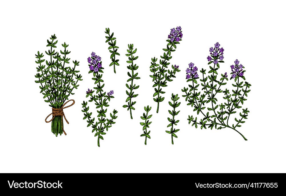 Set of hand drawn thyme branches in bloom Vector Image