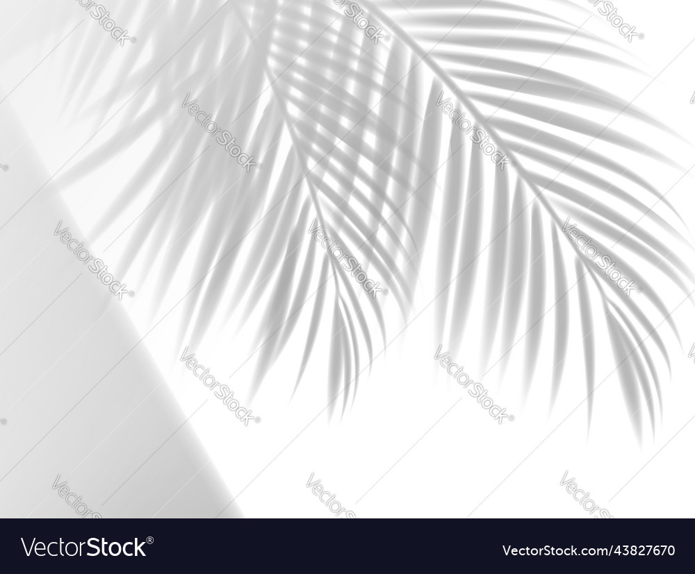 Palm leaves shadow background overlay effect Vector Image Palm leaves shadow background overlay effect Vector Image