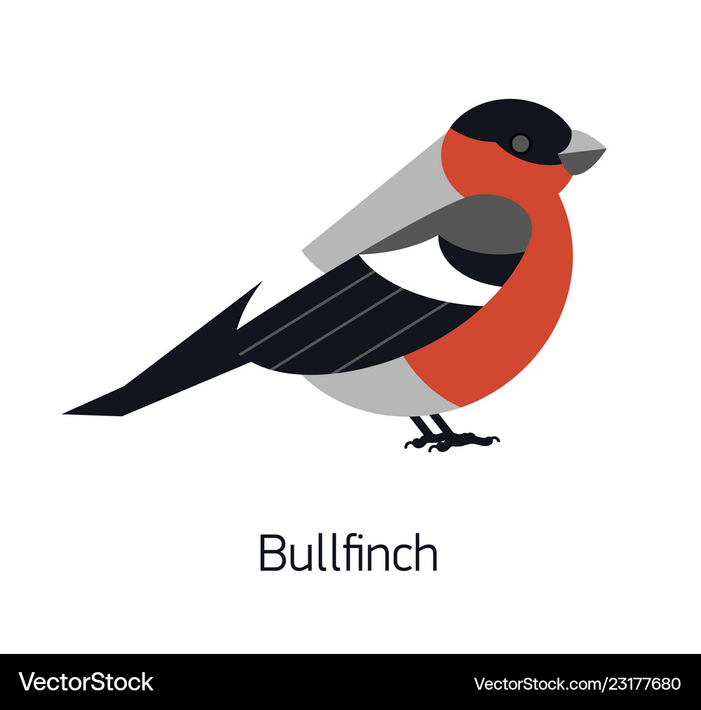 Bullfinch isolated on white background cute Vector Image