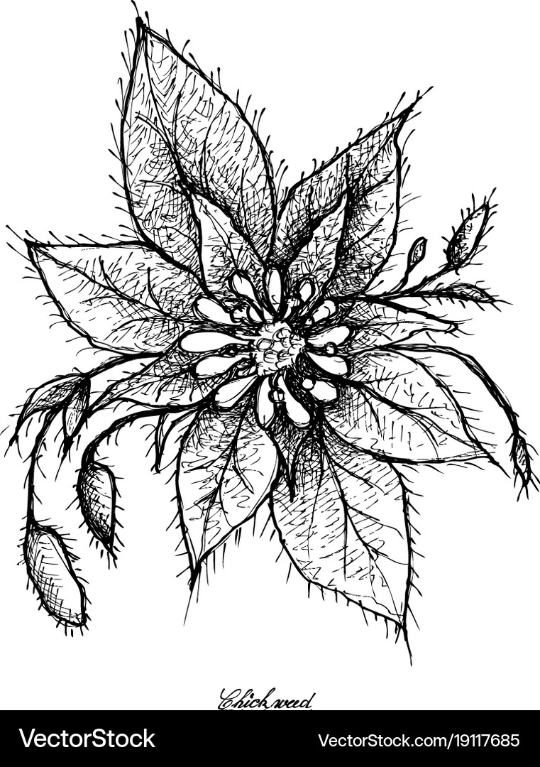 Hand drawn of chickweed on white background Vector Image