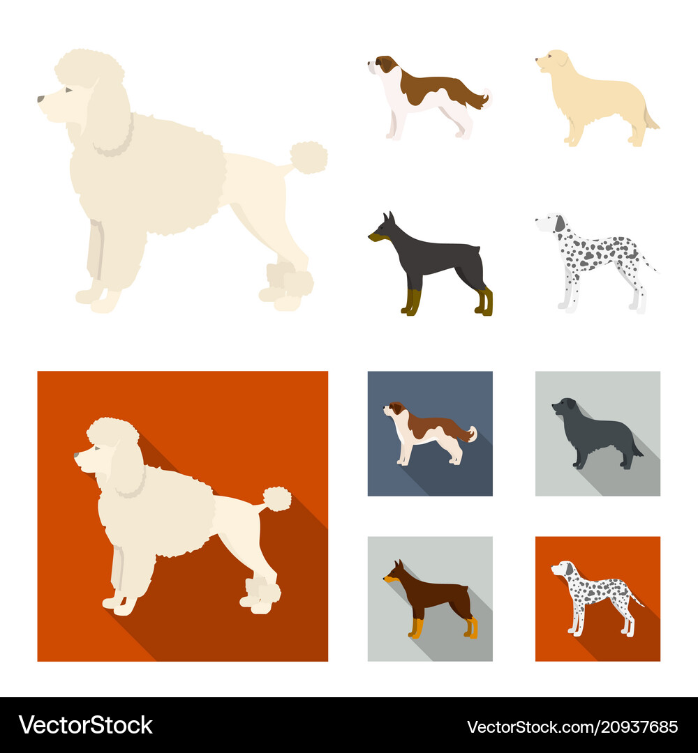 St bernard retrieverdoberman labrador dog Vector Image