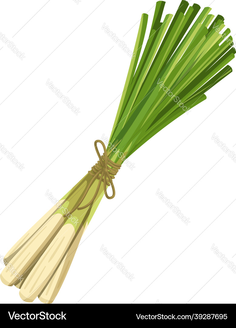 Lemongrass Royalty Free Vector Image - VectorStock