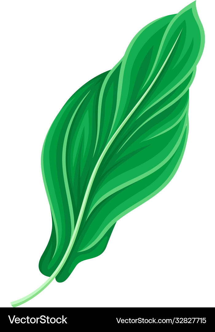 Green leaf and foliage with stem veins Royalty Free Vector