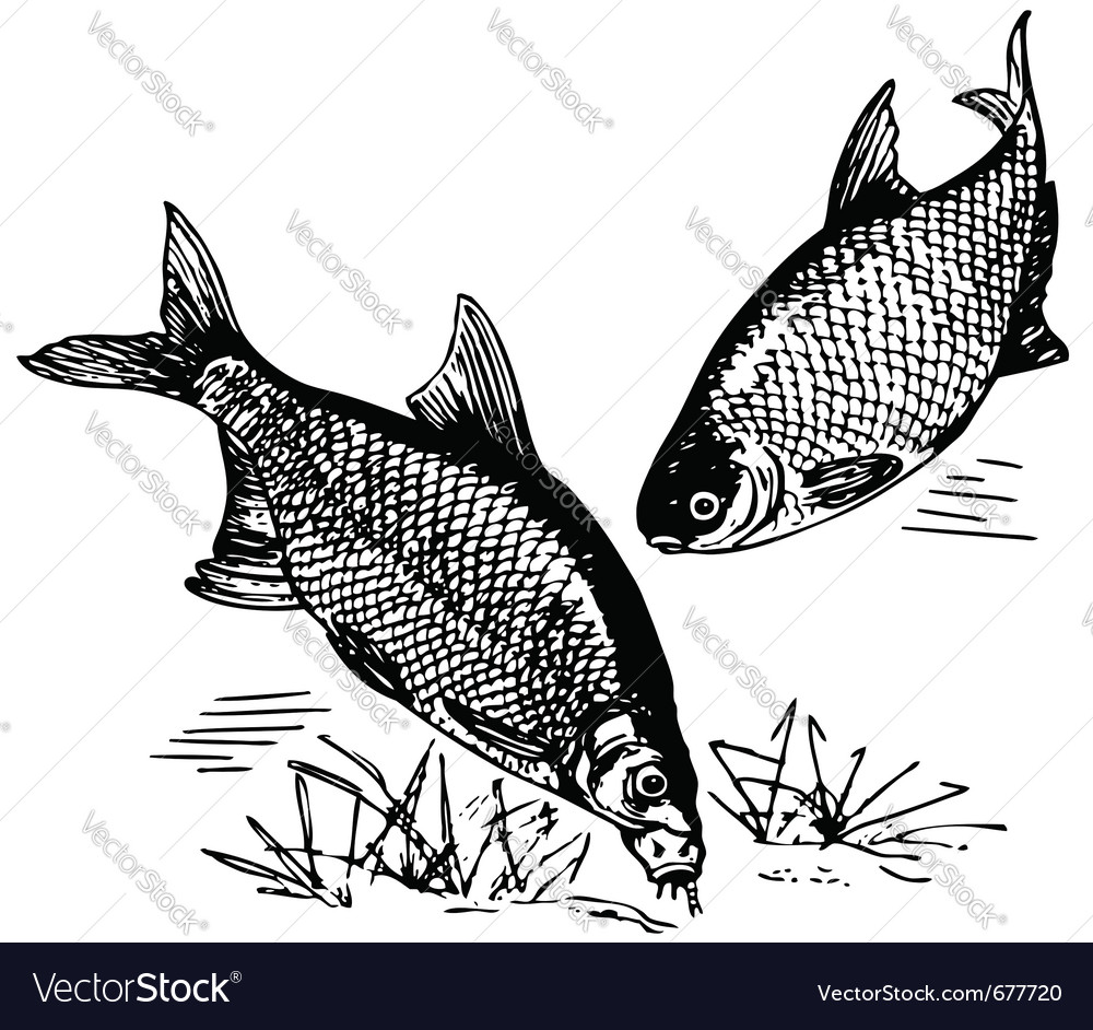 Common bream Royalty Free Vector Image - VectorStock