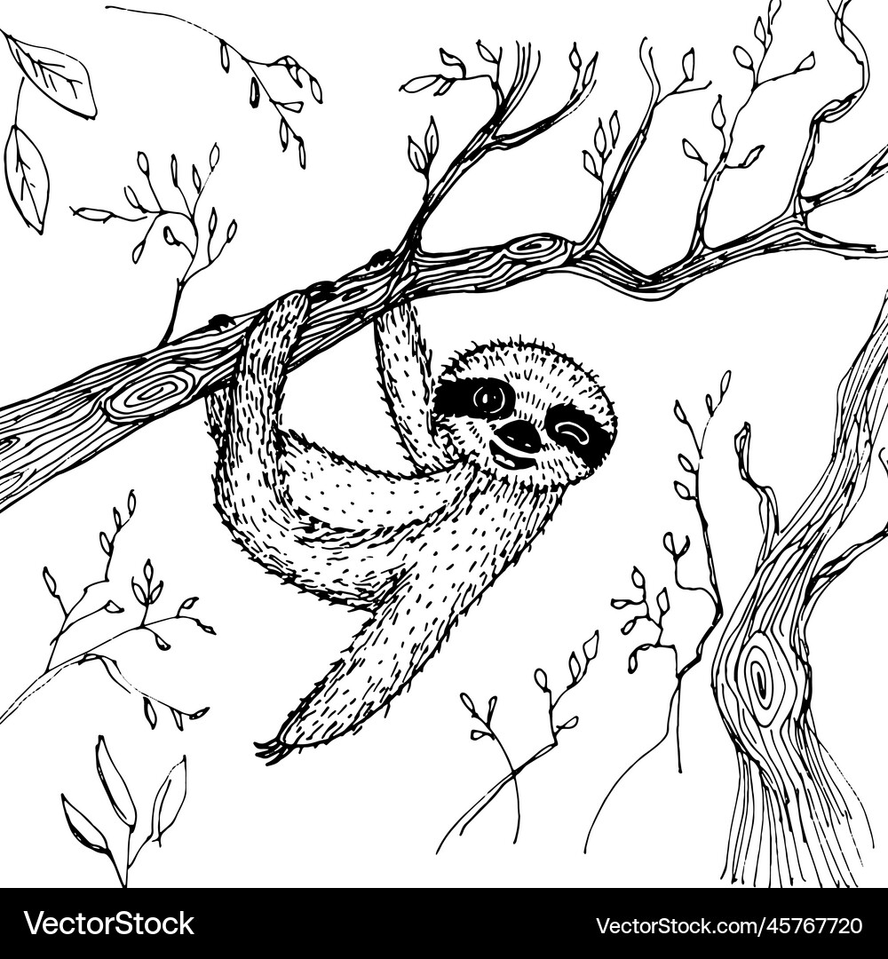 Funny and cute smiling three-toed sloth wink Vector Image