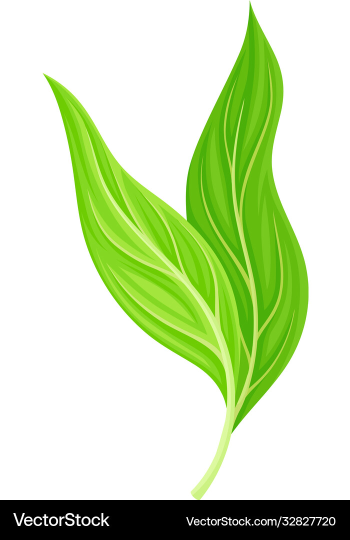 Green leaf and foliage with stem veins Royalty Free Vector