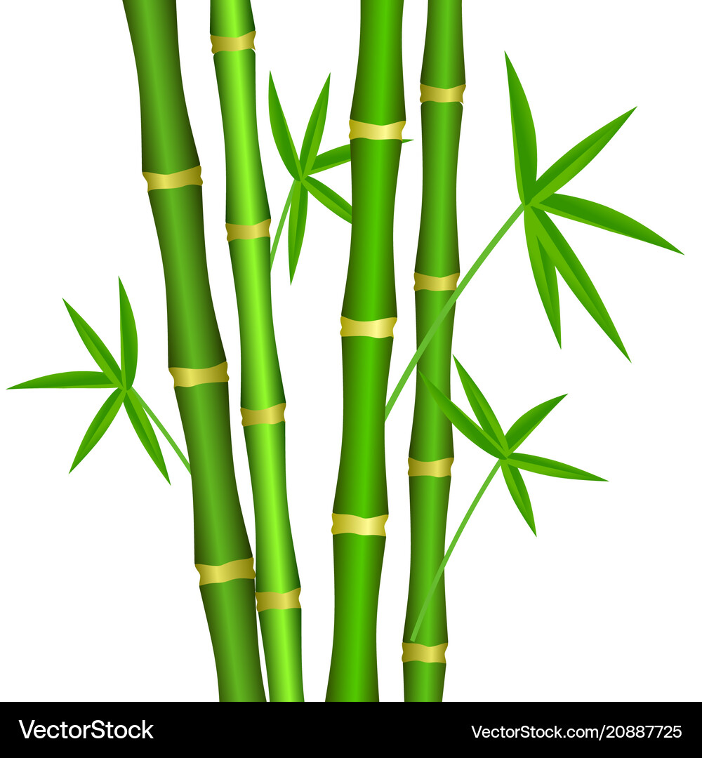Green bamboo stems with leaves on a white Vector Image