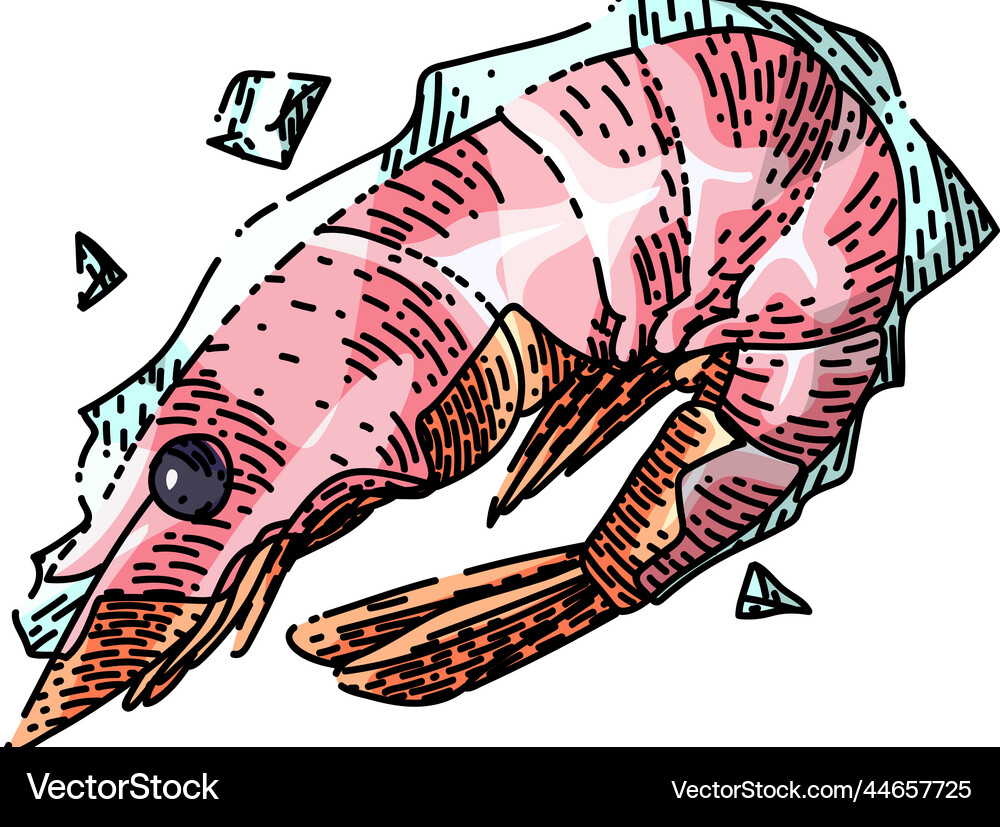 Shrimp frozen sketch hand drawn Royalty Free Vector Image