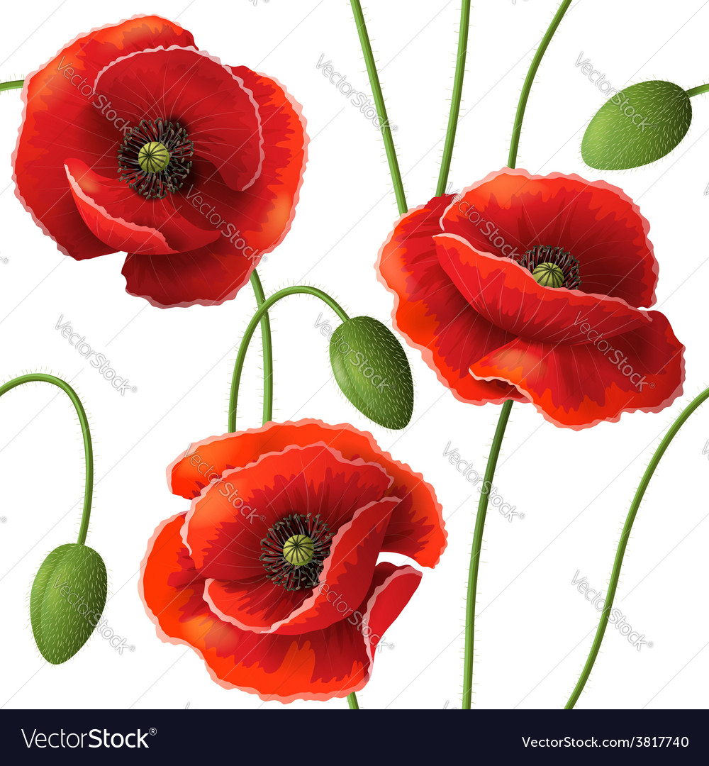 Poppy pattern Royalty Free Vector Image - VectorStock