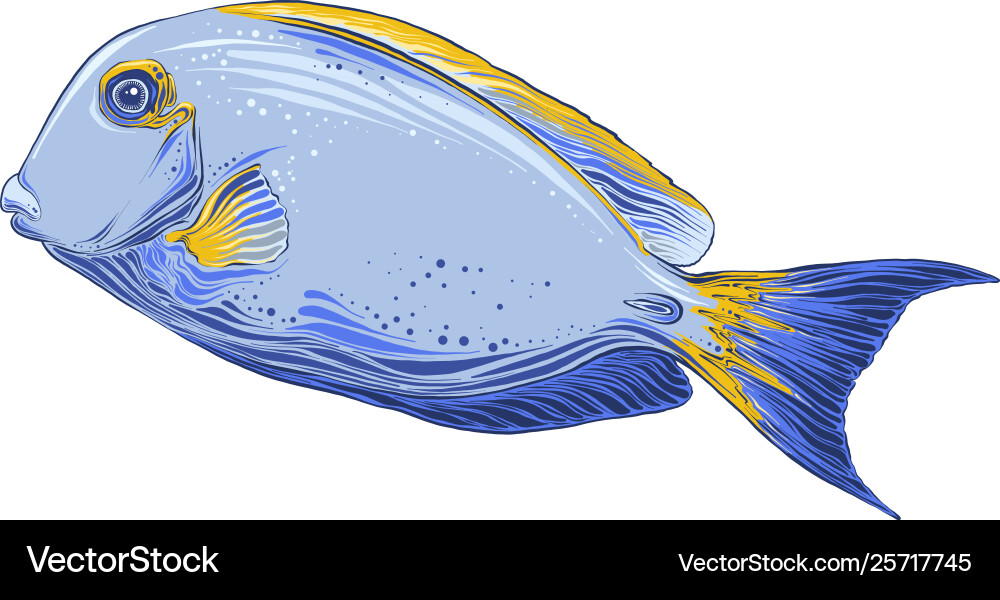 Hand drawn sketch fish in color isolated Vector Image