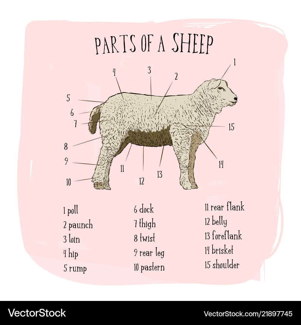 Part of sheep sketch style Royalty Free Vector Image