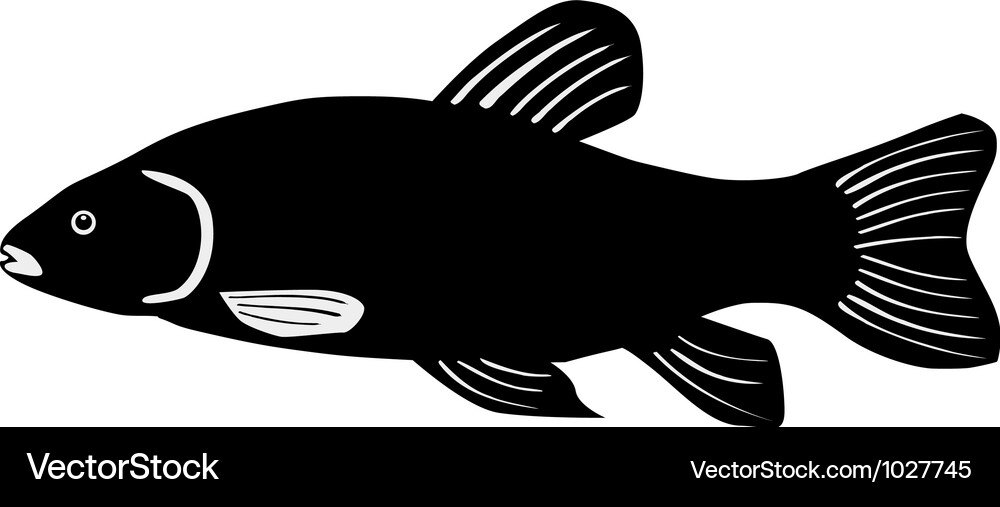 Silhouette of tench Royalty Free Vector Image - VectorStock
