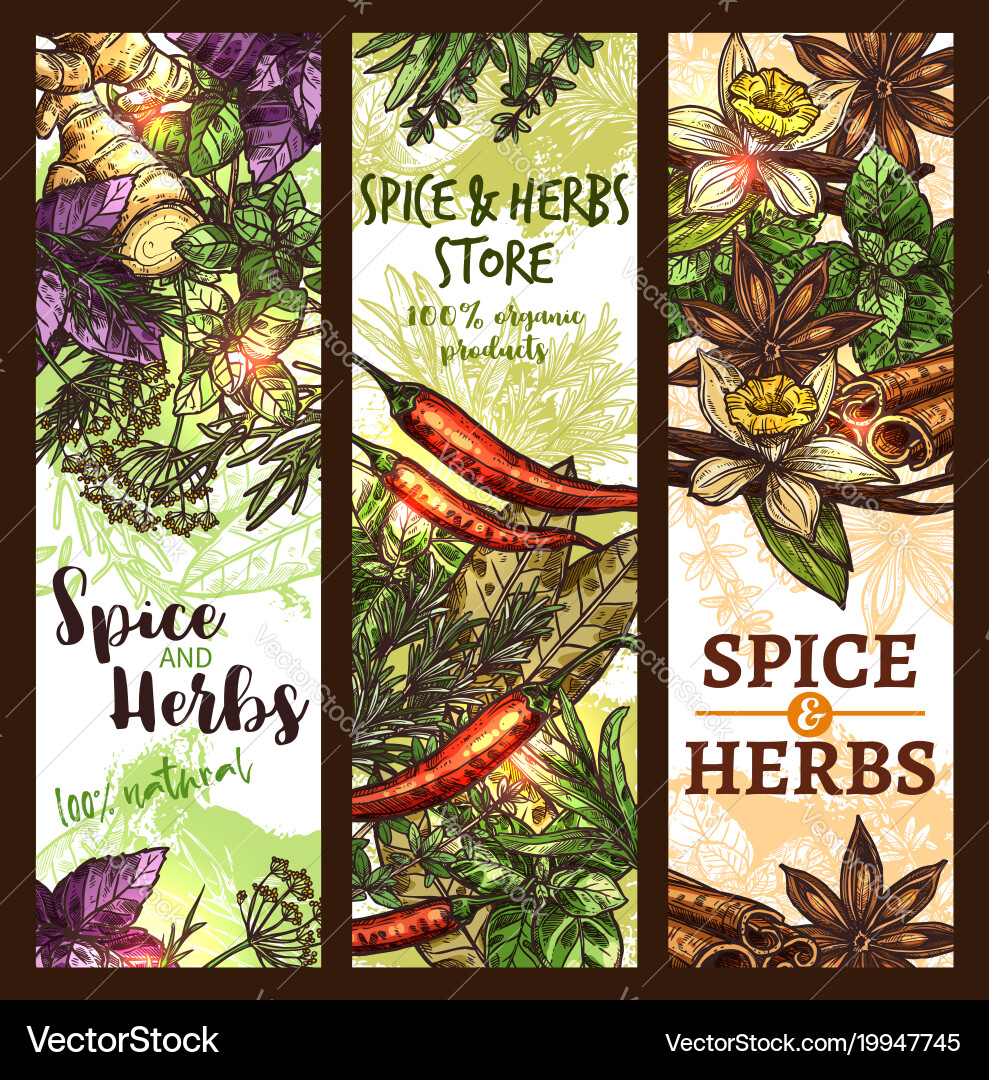 Sketch spices and herbs store banners Royalty Free Vector