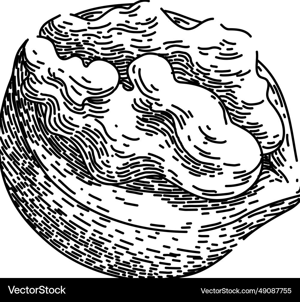 Food walnut sketch hand drawn Royalty Free Vector Image