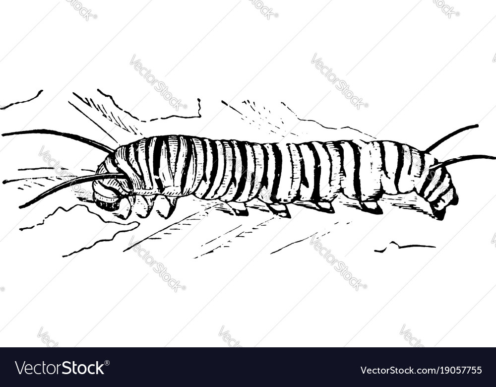 Milkweed Caterpillar Line Art Royalty Free Vector Image
