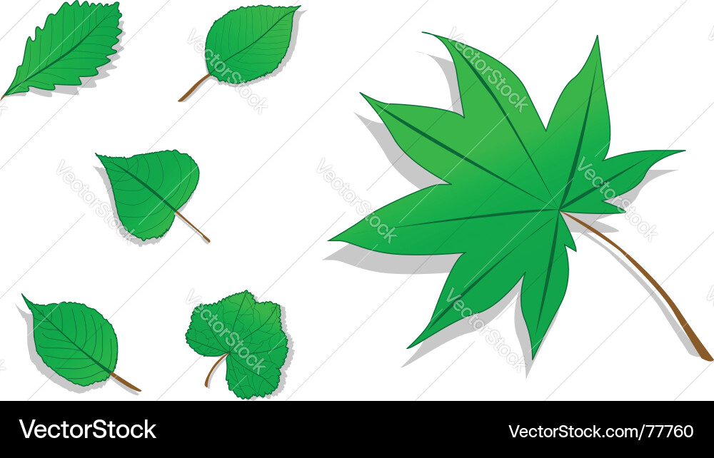 Set of leaves Royalty Free Vector Image - VectorStock