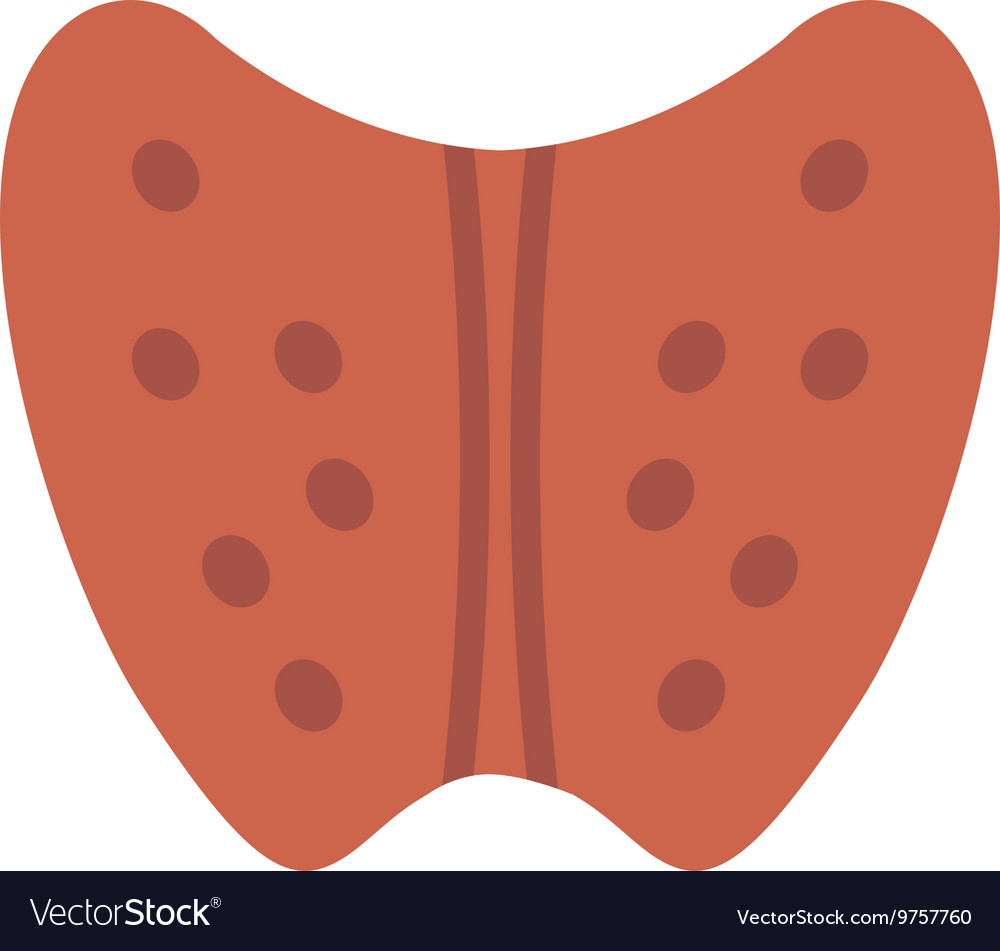 Thyroid Royalty Free Vector Image - VectorStock