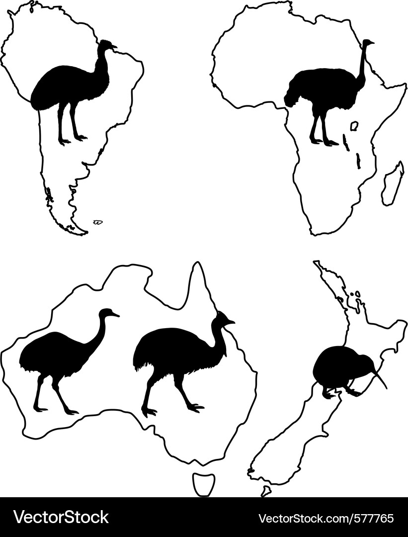 Ratites of the world Royalty Free Vector Image