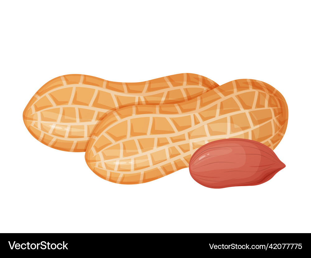 Peanut nuts in shell and peeled cartoon style Vector Image