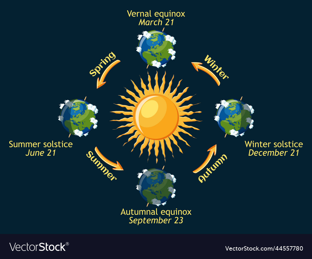 Cycle Of Earth Seasons The Year Autumnal Vector Image