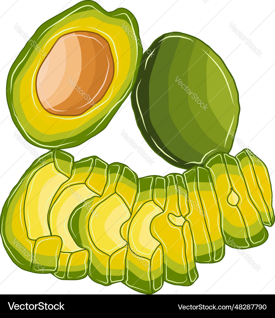 Green fruit avocado is cut in half and sliced Vector Image